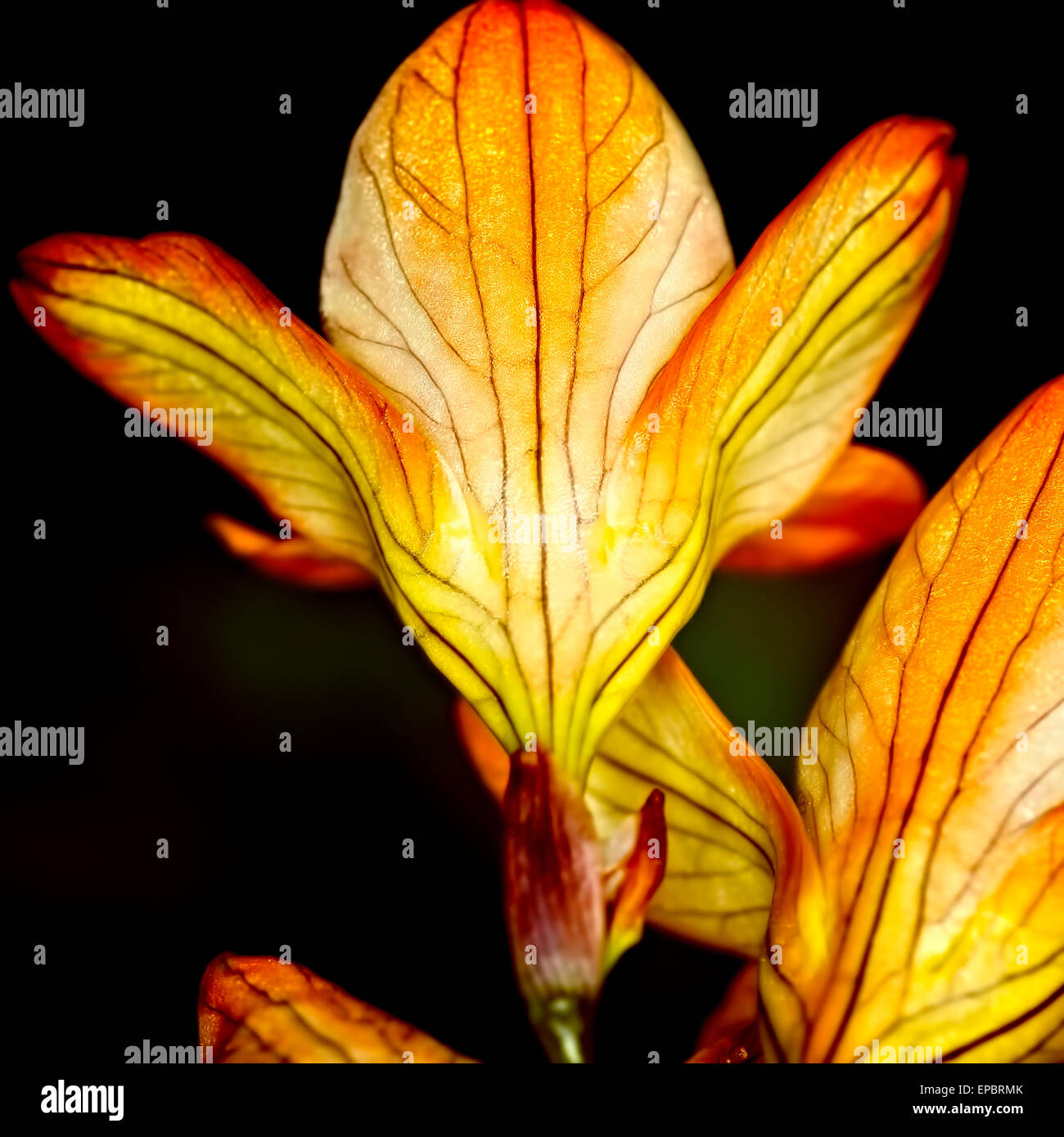 Tritonia hi-res stock photography and images - Alamy