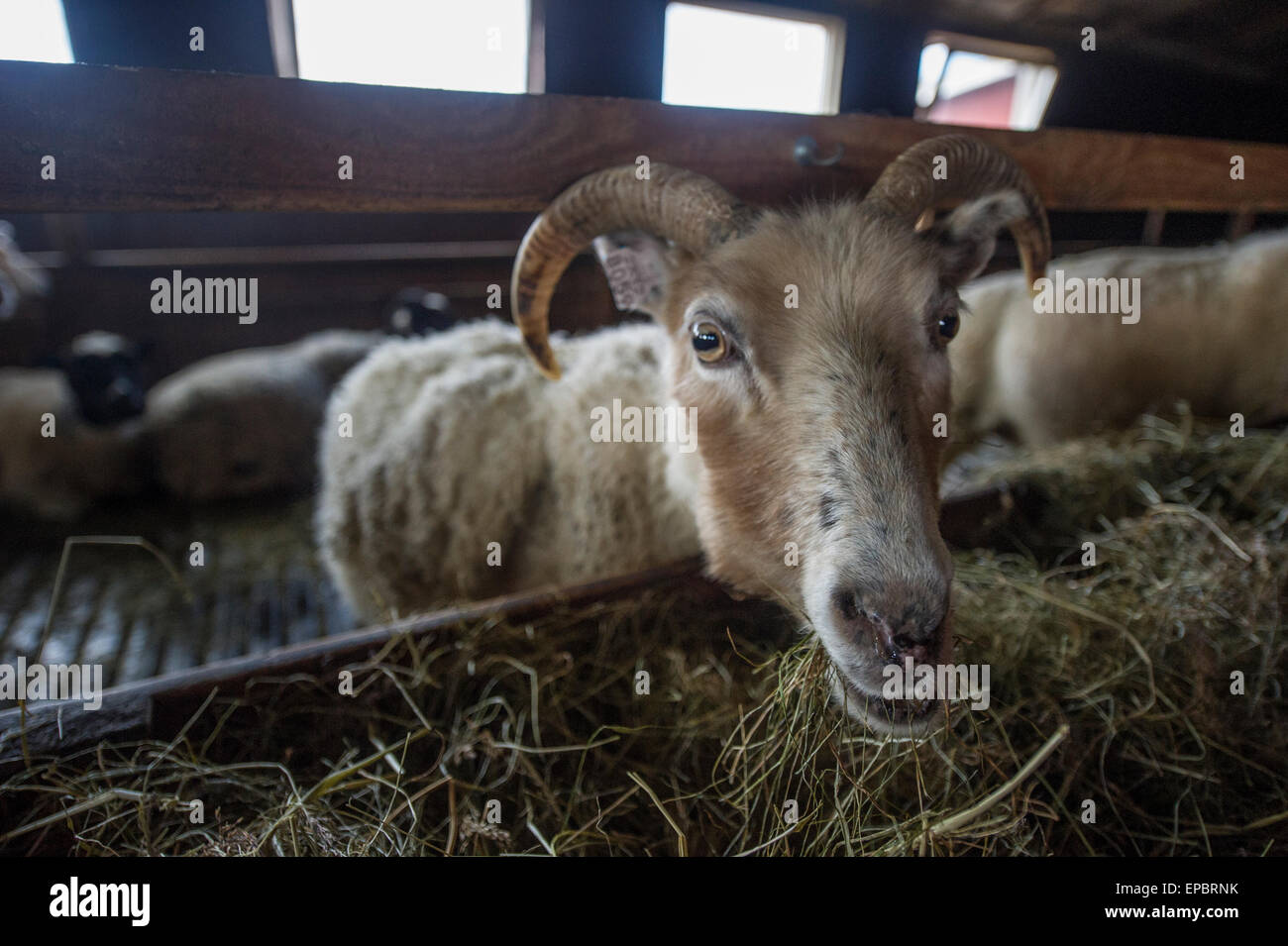 Lens and grin hi-res stock photography and images - Alamy