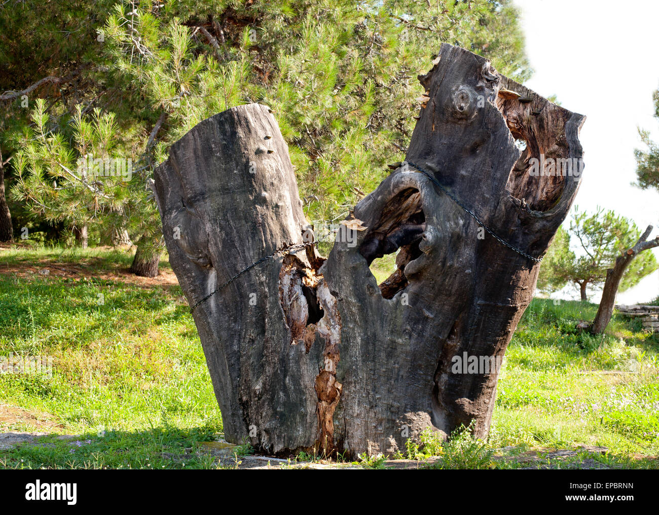 Very old tree stump on a green lawn Stock Photo - Alamy