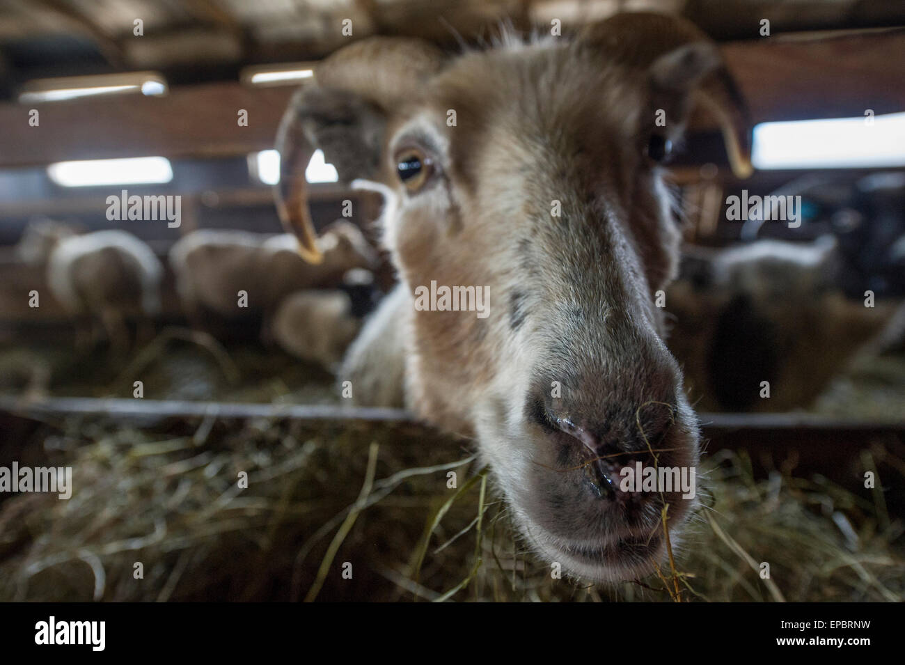Lens and grin hi-res stock photography and images - Alamy