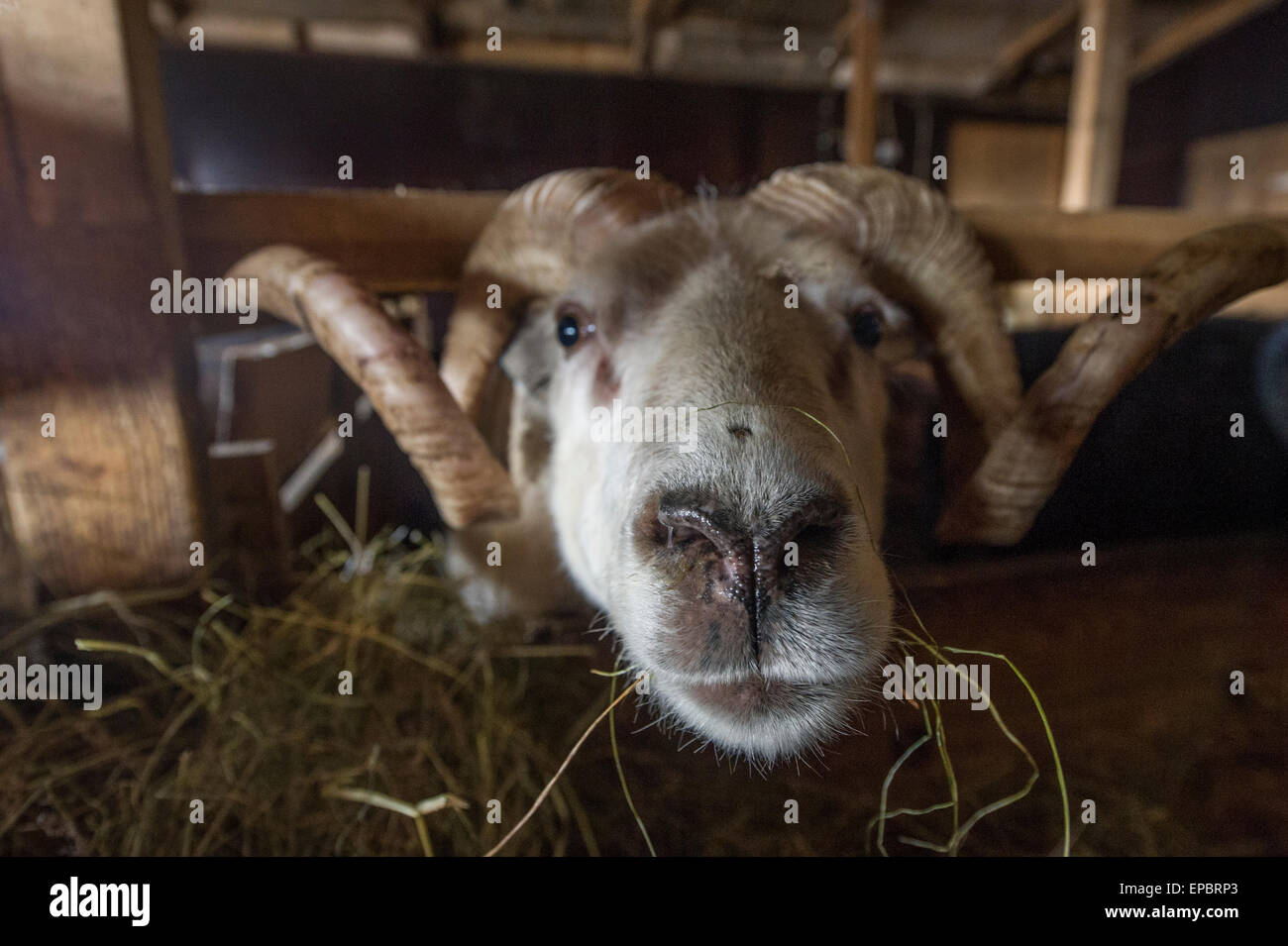 Lens and grin hi-res stock photography and images - Alamy