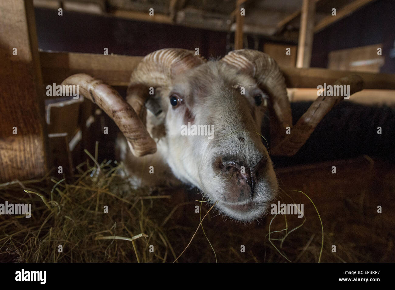 Fisheye lens animals hi-res stock photography and images - Alamy