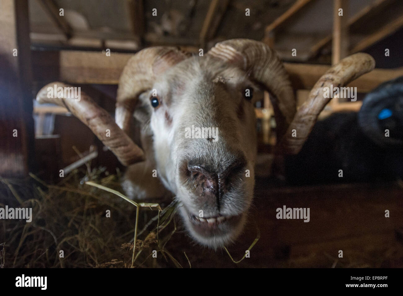 Icelandic sheep and rams in a rural farm barn loking into the camera ...