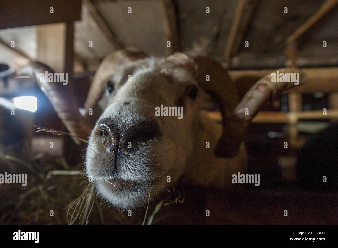 Icelandic sheep and rams in a rural farm barn loking into the camera ...