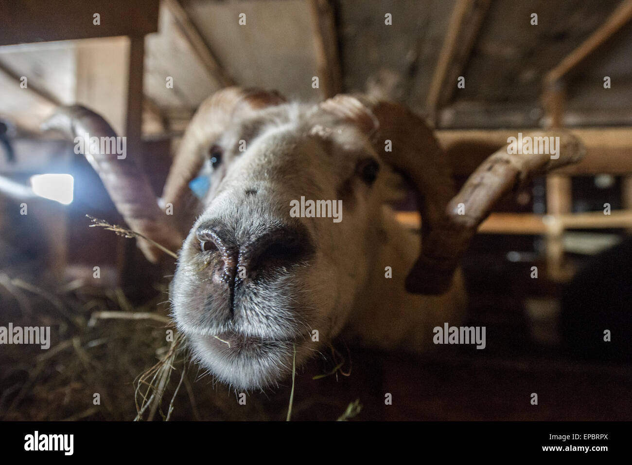 Three rams horns hi-res stock photography and images - Alamy