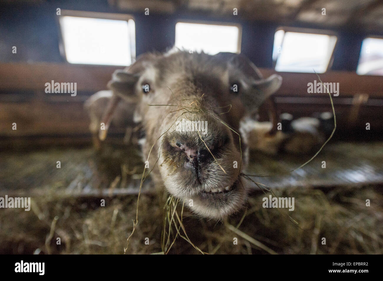 Icelandic sheep and rams in a rural farm barn loking into the camera ...