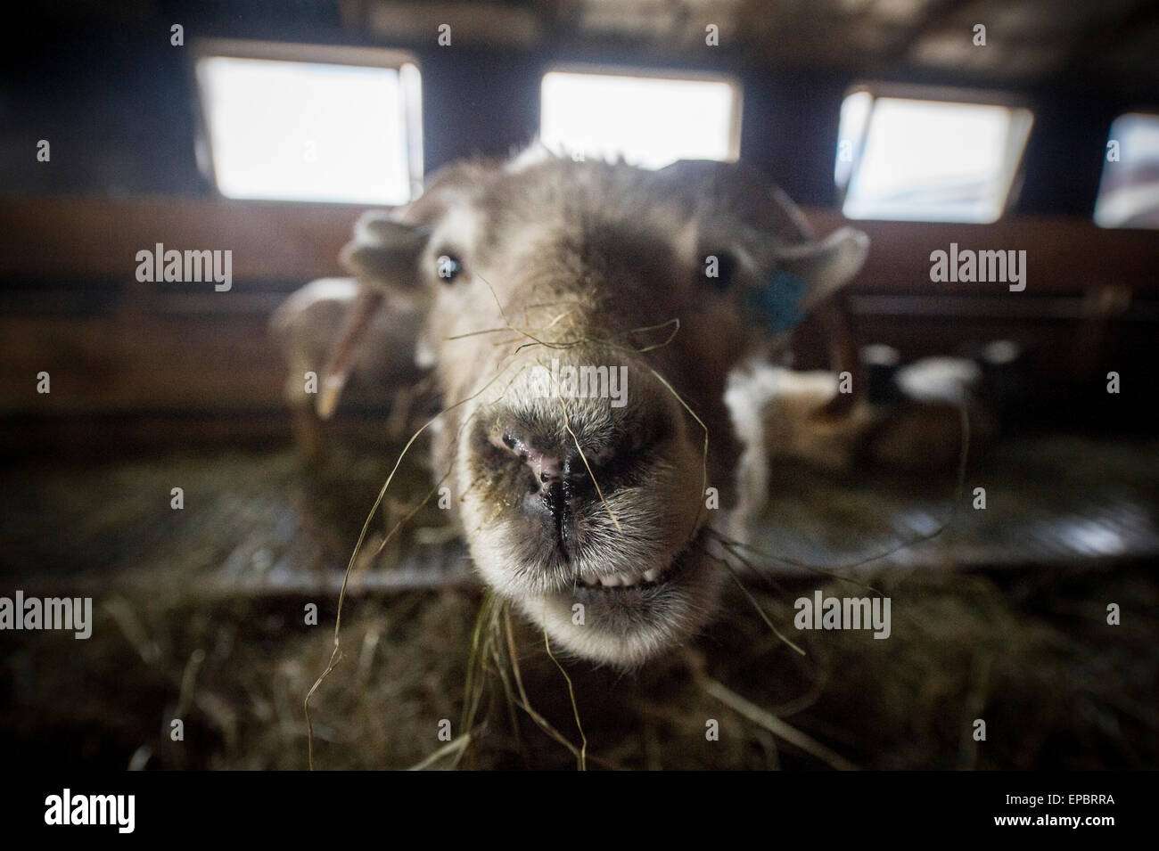 Icelandic sheep and rams in a rural farm barn loking into the camera ...