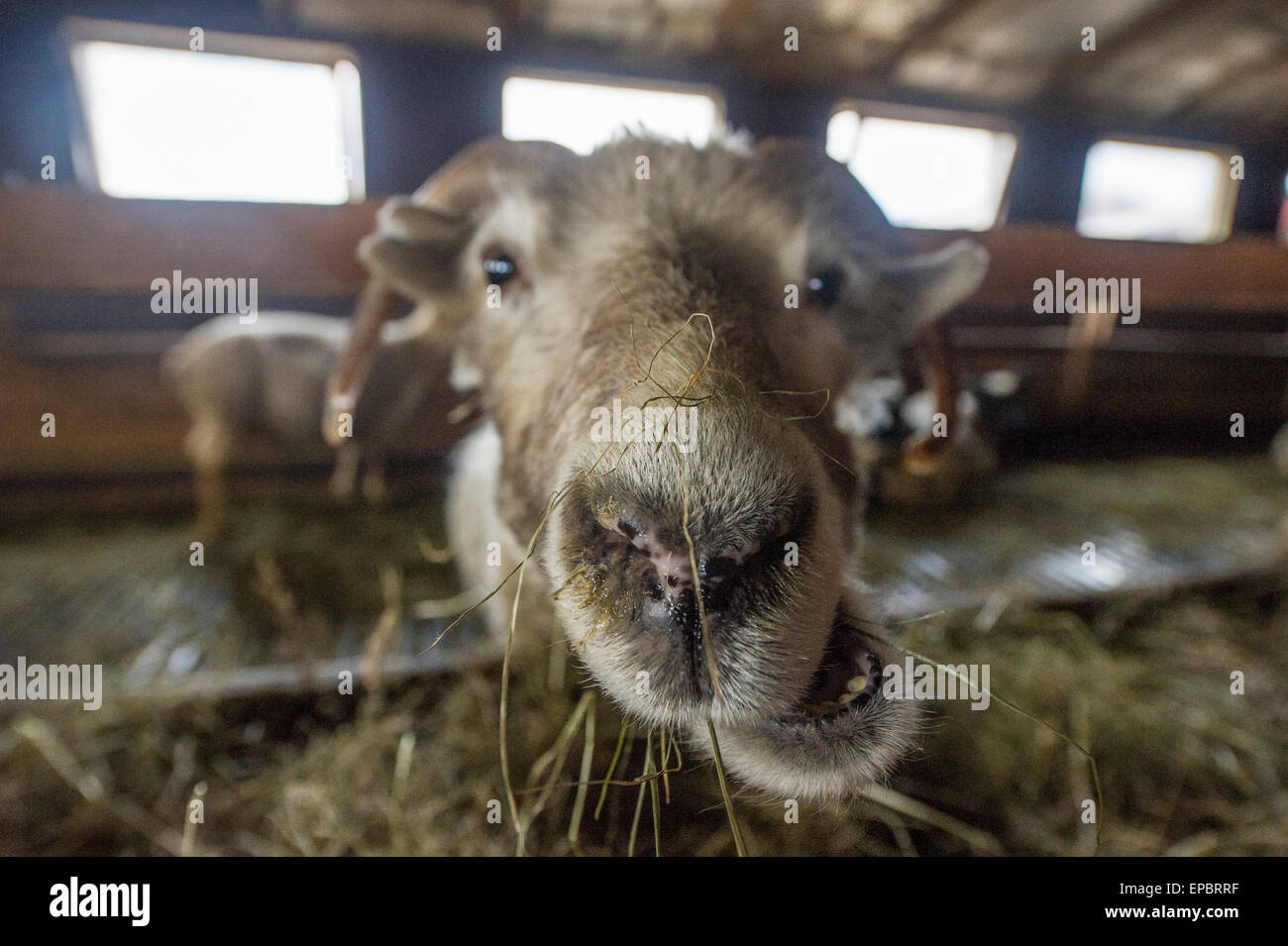 Icelandic sheep and rams in a rural farm barn loking into the camera ...