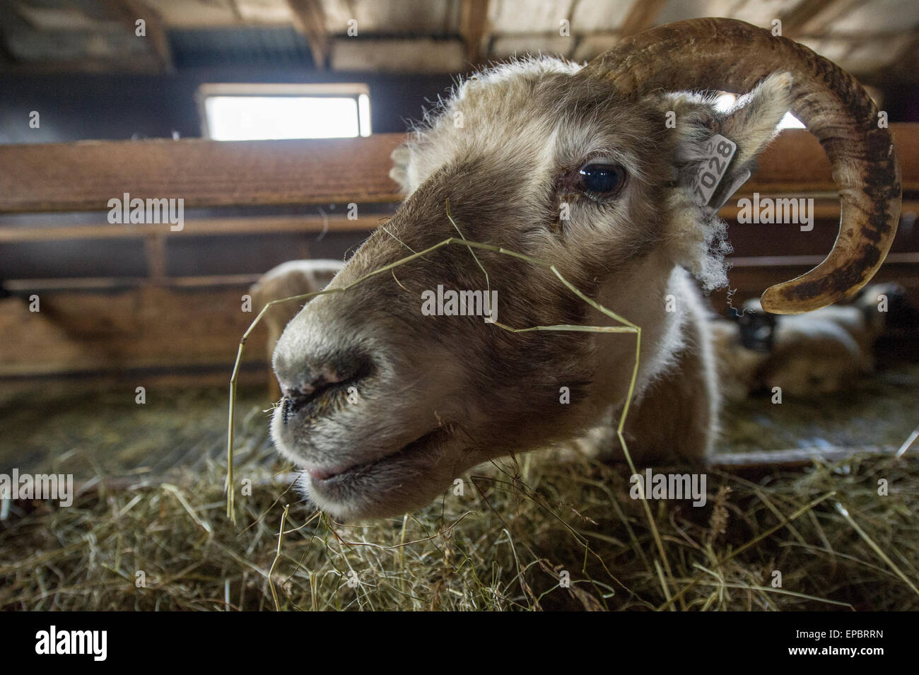 Icelandic sheep and rams in a rural farm barn loking into the camera ...