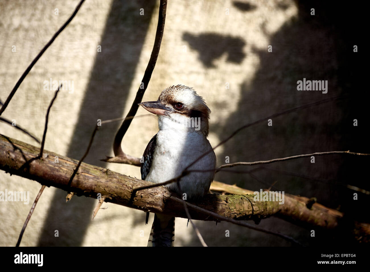 Laughing Thrush sitting on a branch Stock Photo - Alamy