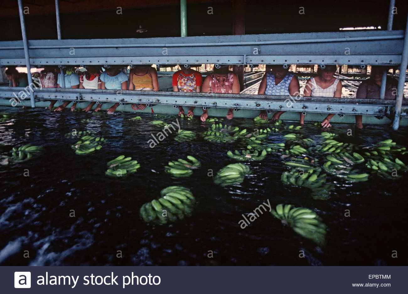 Washing Bananas Stock Photos & Washing Bananas Stock Images - Alamy