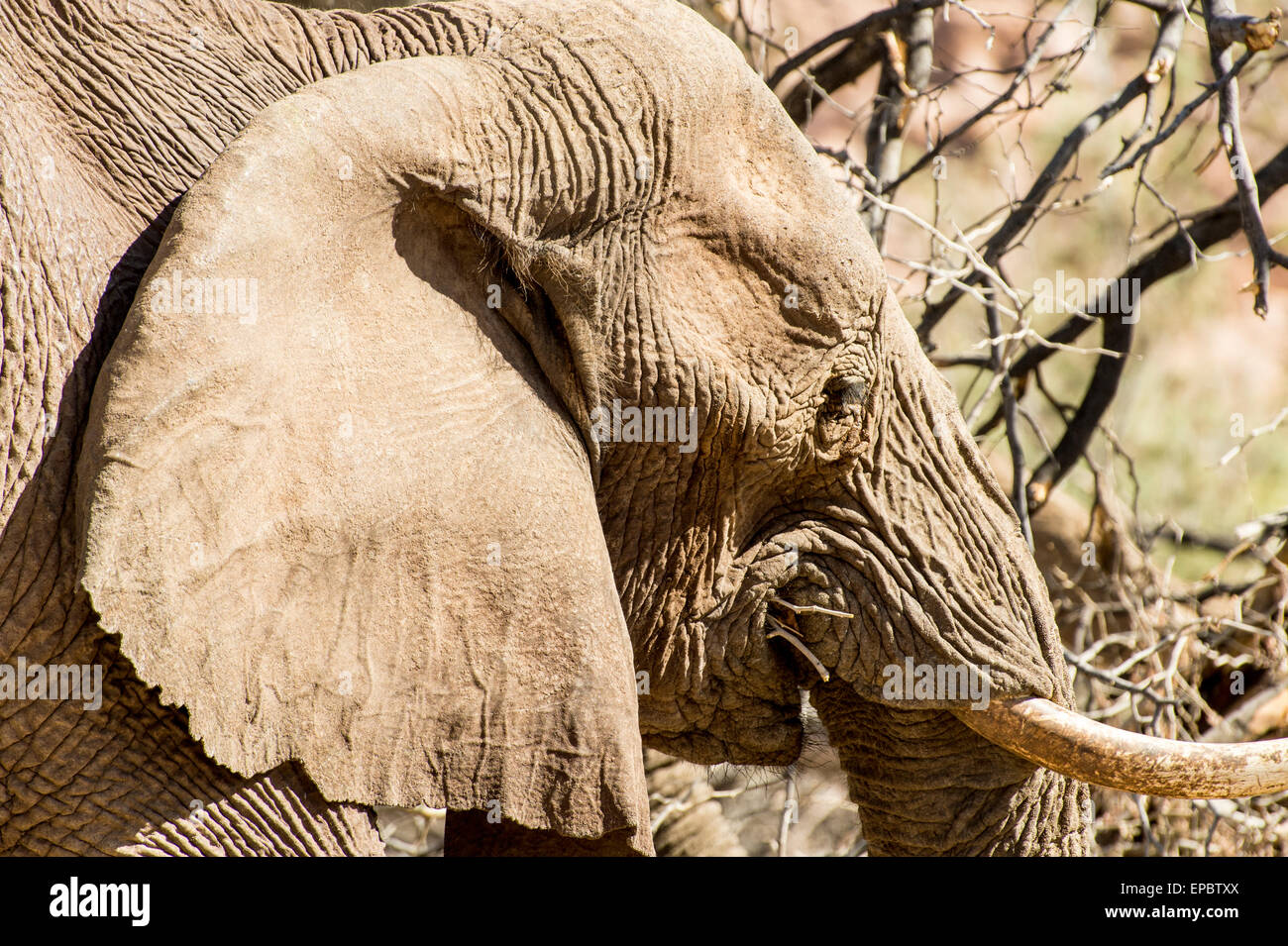 Animal face close up hi-res stock photography and images - Alamy