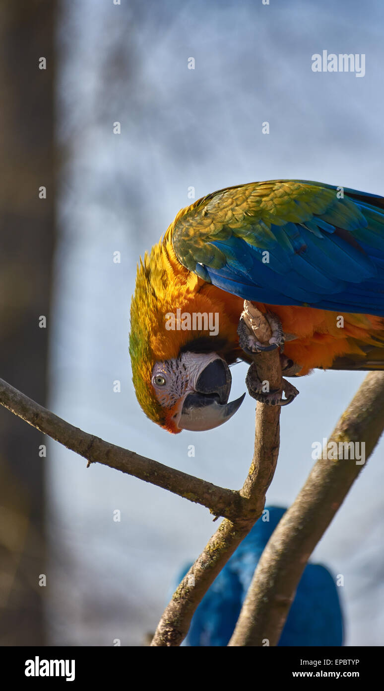 Gold and blue Macaw Parrot perching in a tree looking down Stock Photo ...