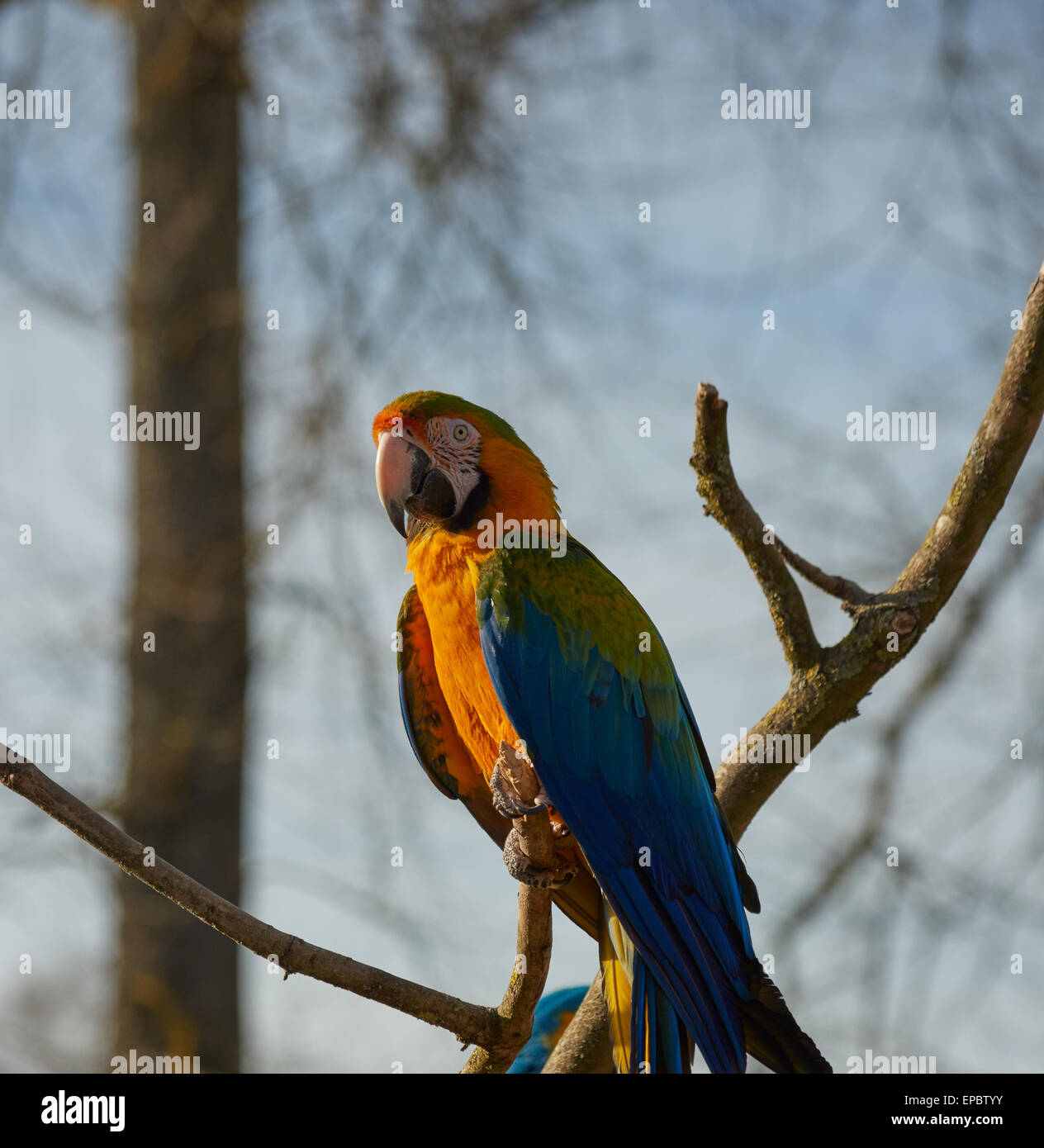 Gold and blue Macaw Parrot perching in a tree Stock Photo - Alamy