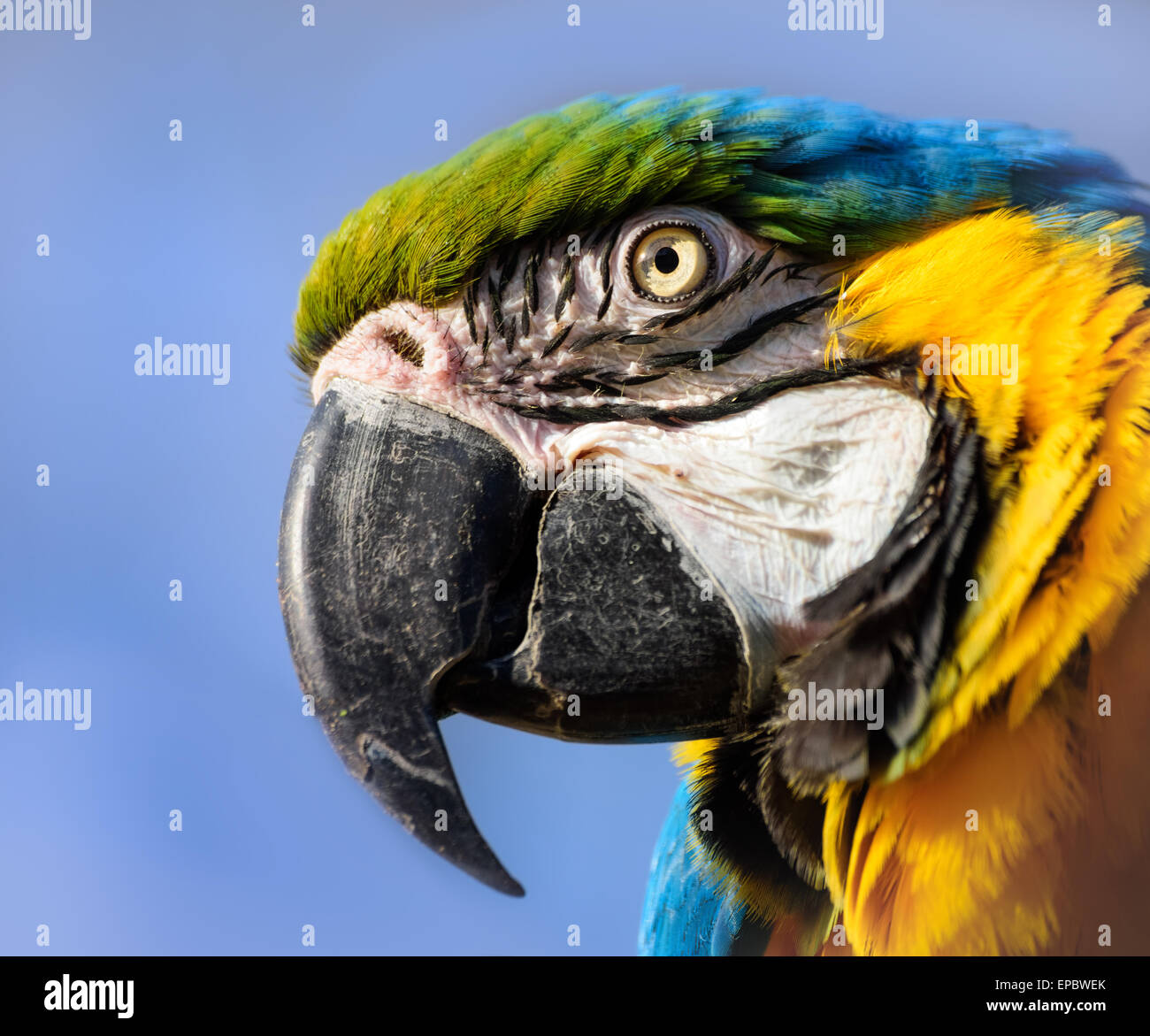 Macaw Parrot close up portrait, blue and yellow, Hawaii Stock Photo - Alamy