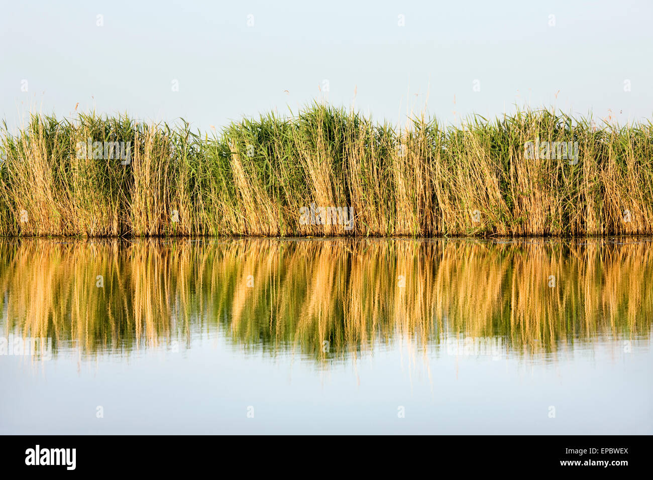 Reeds At Side Of Canal, Holland Stock Photo - Alamy