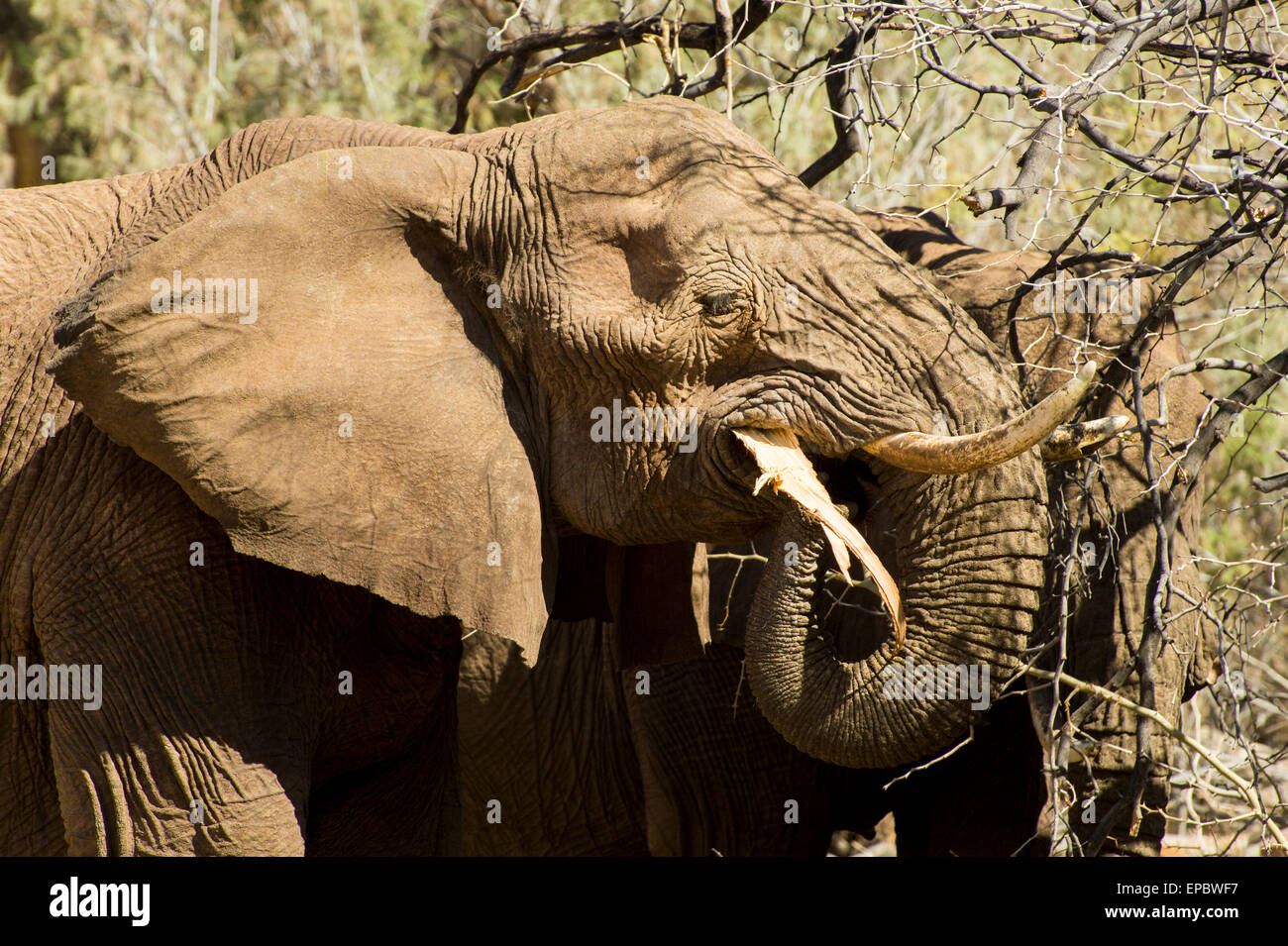 Elephants eating hi-res stock photography and images - Alamy