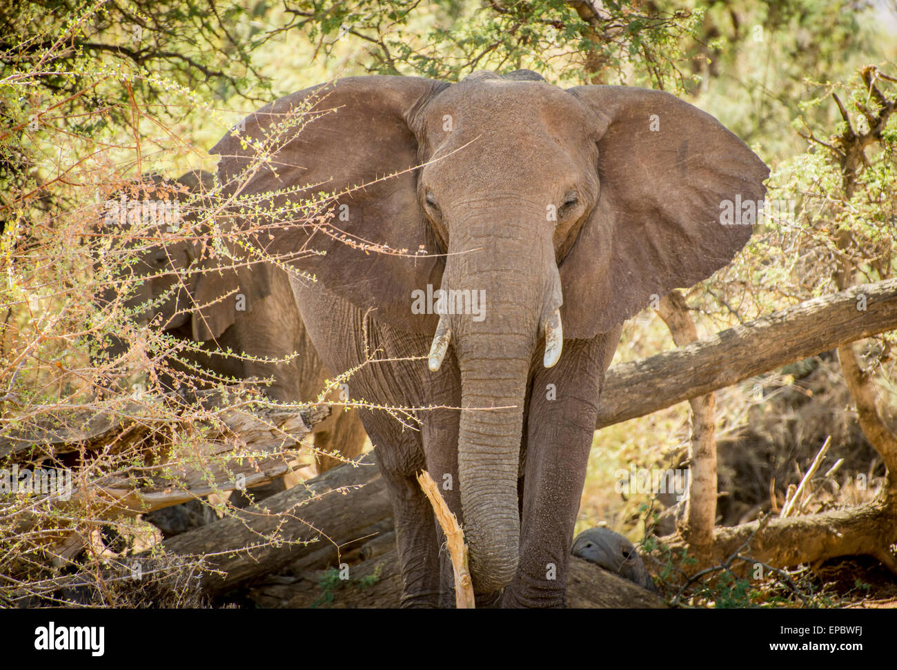 Africa, Namibia. WIld elephant walking Stock Photo - Alamy
