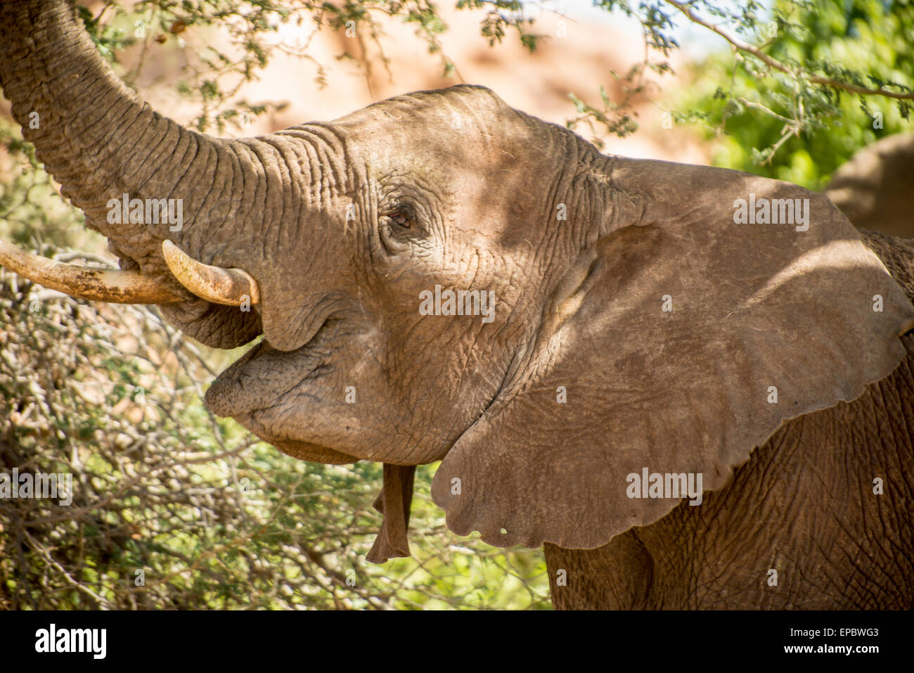 Africa, Namibia. Wild elephant reaching for tree Stock Photo - Alamy