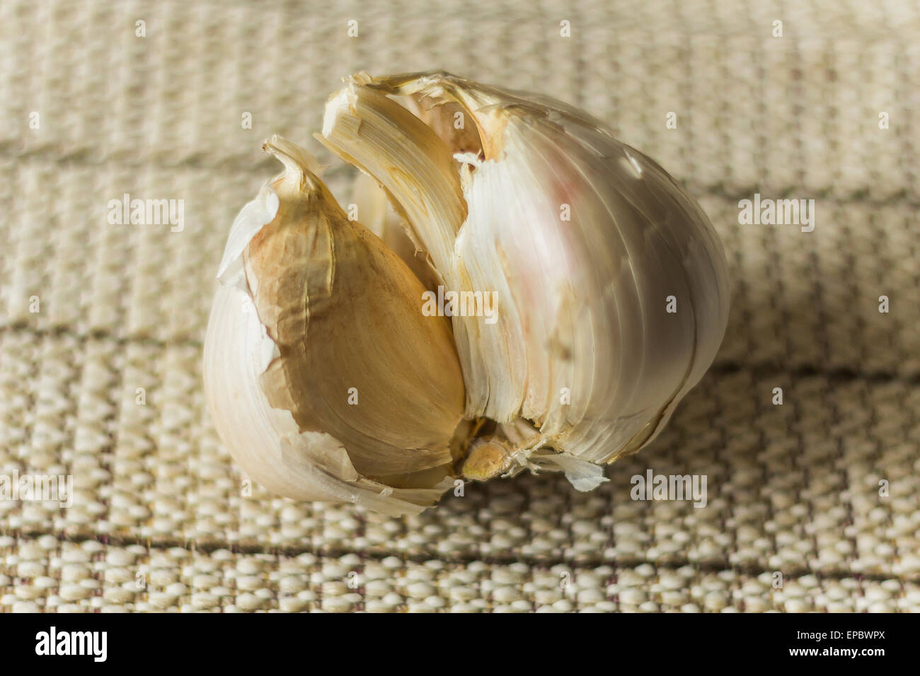 Extra large elephant garlic with moody lighting for farmers background ...