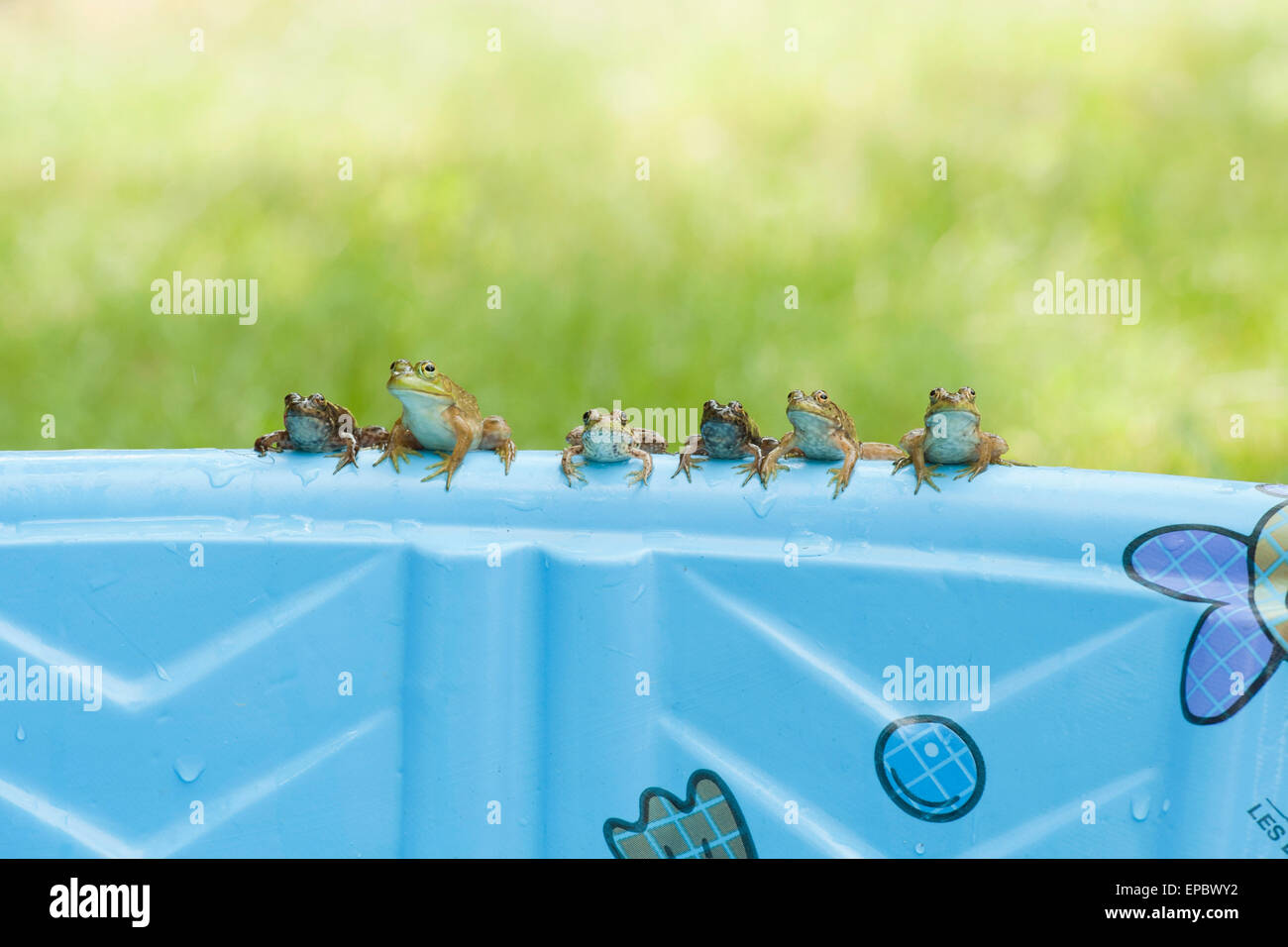 Six Small Frogs Sitting On The Edge Of Children's Wading Pool, Ontario ...