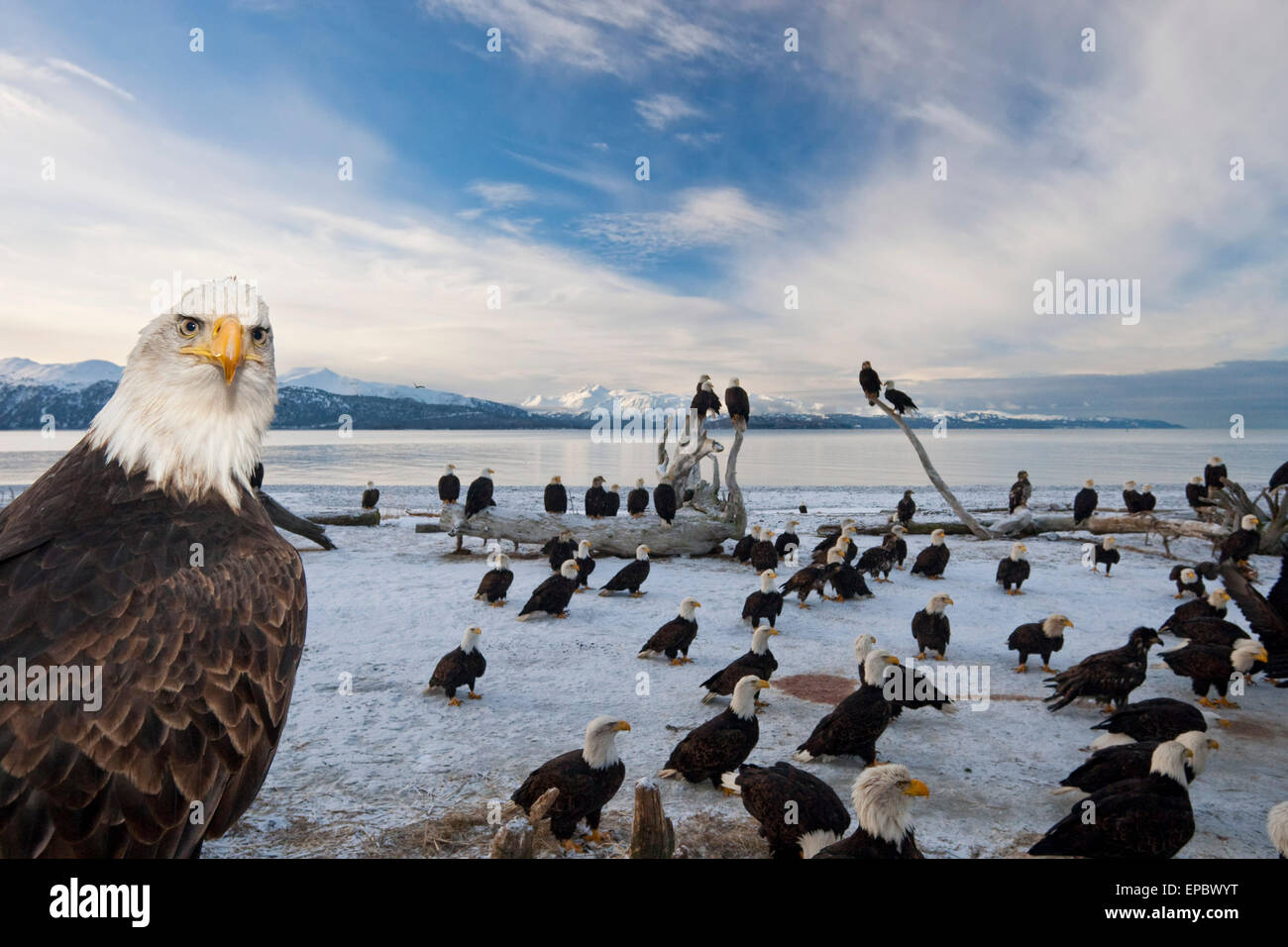 Bald Eagles Feeding At The Homer Spit, Kenai Peninsula, Alaska, Winter ...