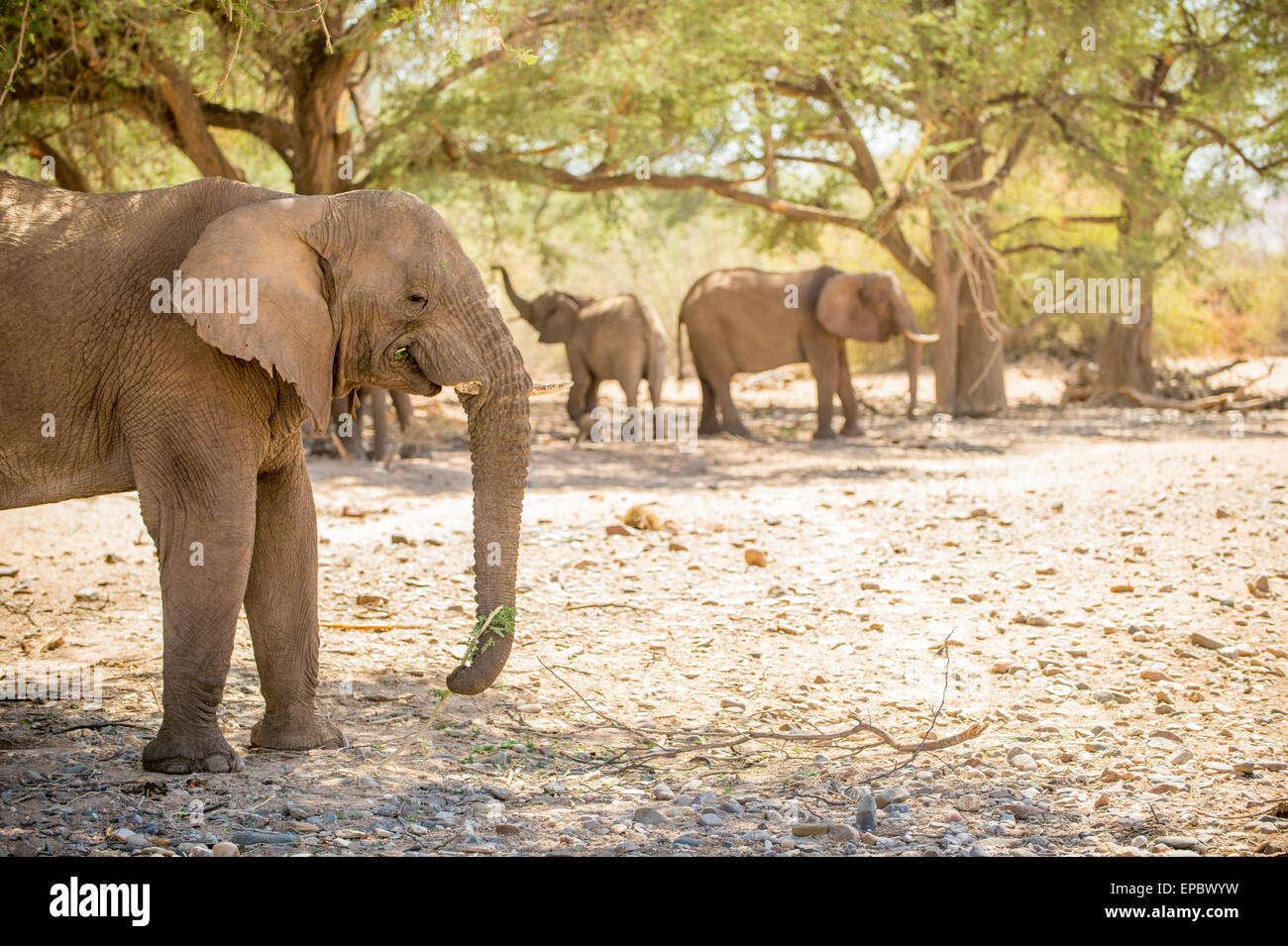 Africa namibia elephant hi-res stock photography and images - Alamy