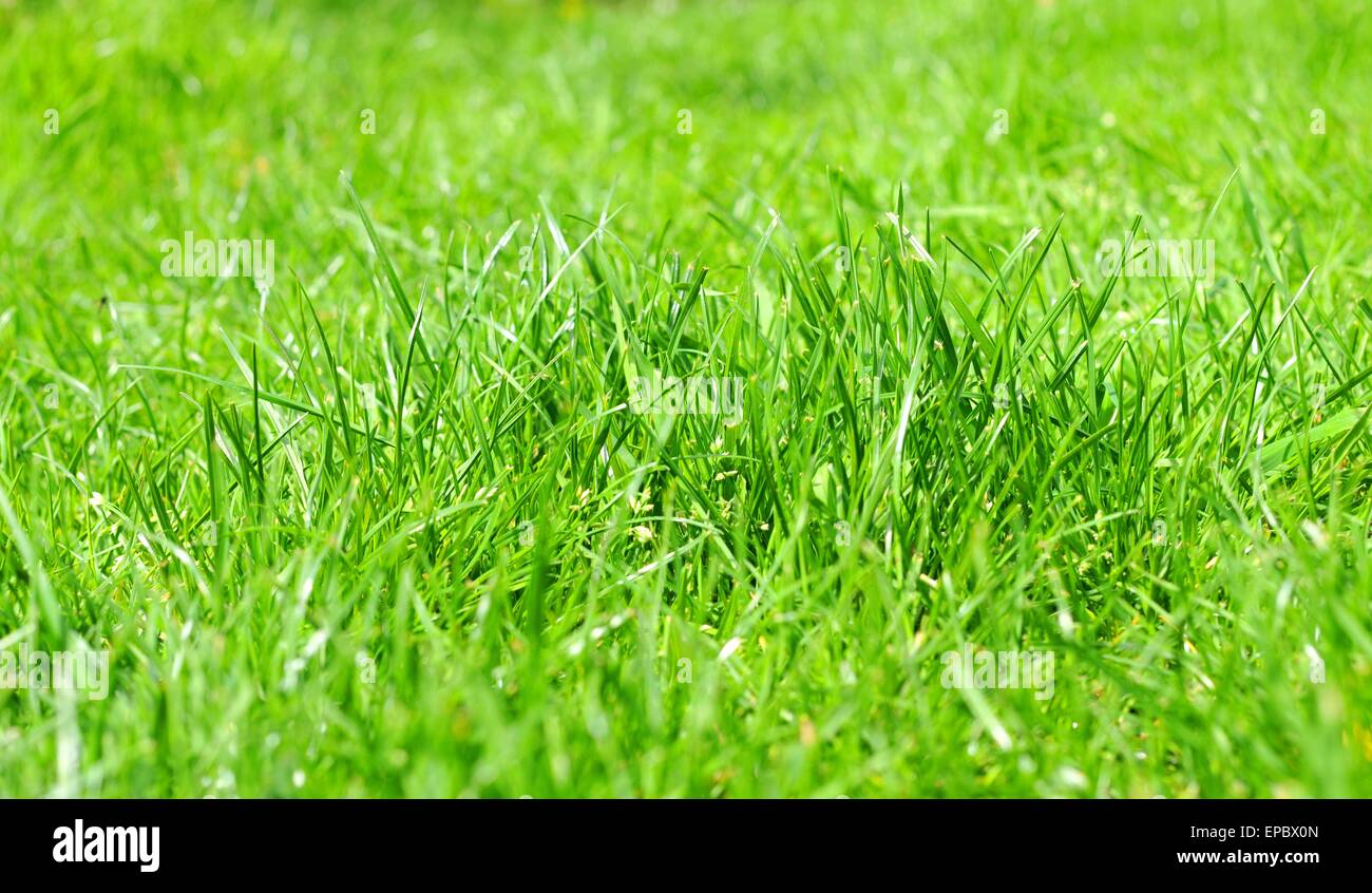 Abstract grass texture suitable as background Stock Photo - Alamy