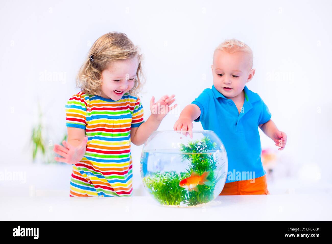 Boy looking at goldfish hi-res stock photography and images - Alamy