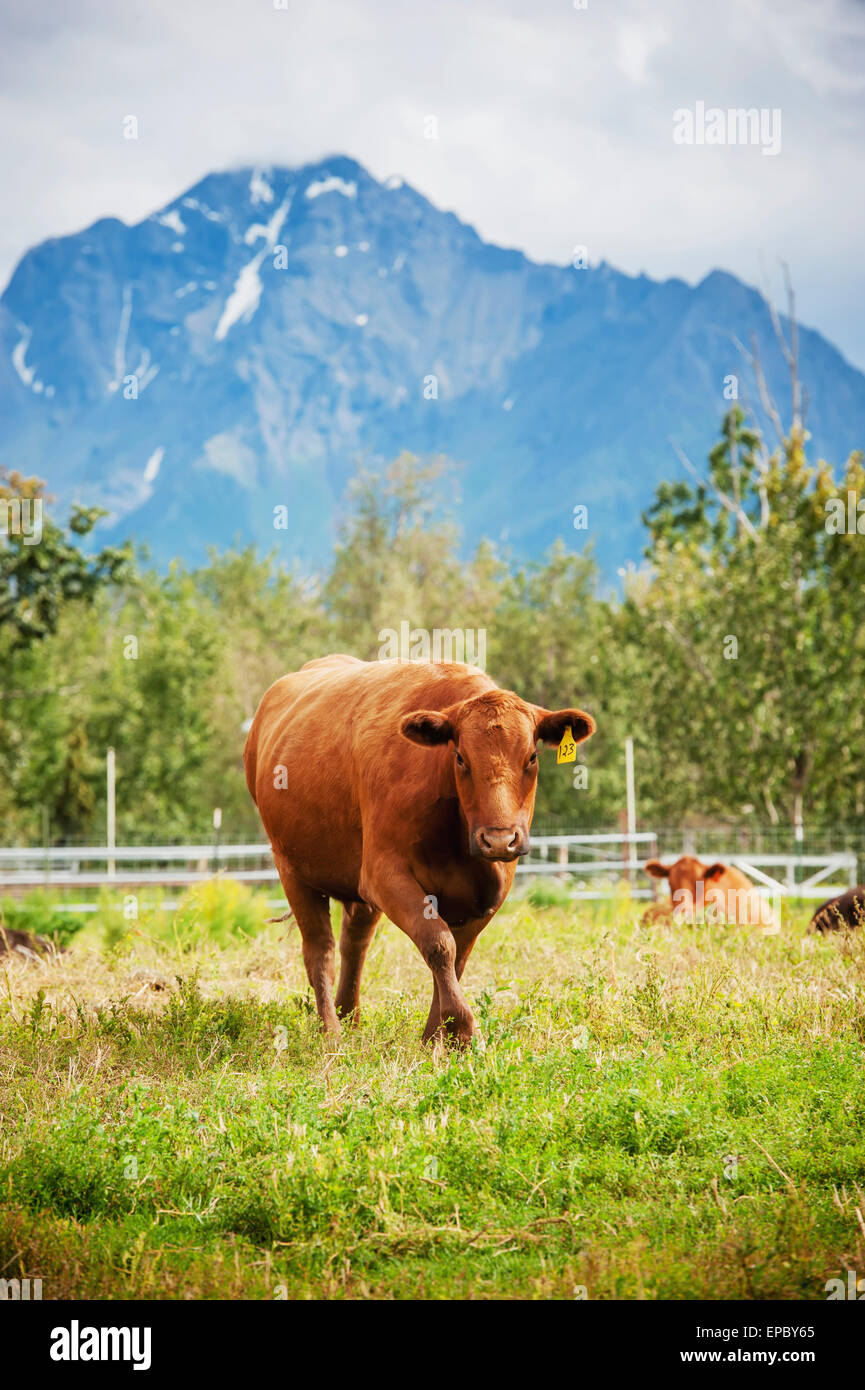 Beef cattle on a farm in Alaska (Bos primigenius); Palmer, Alaska ...