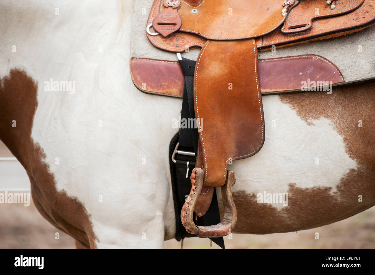 Horse with saddle side view nobody hi-res stock photography and images ...
