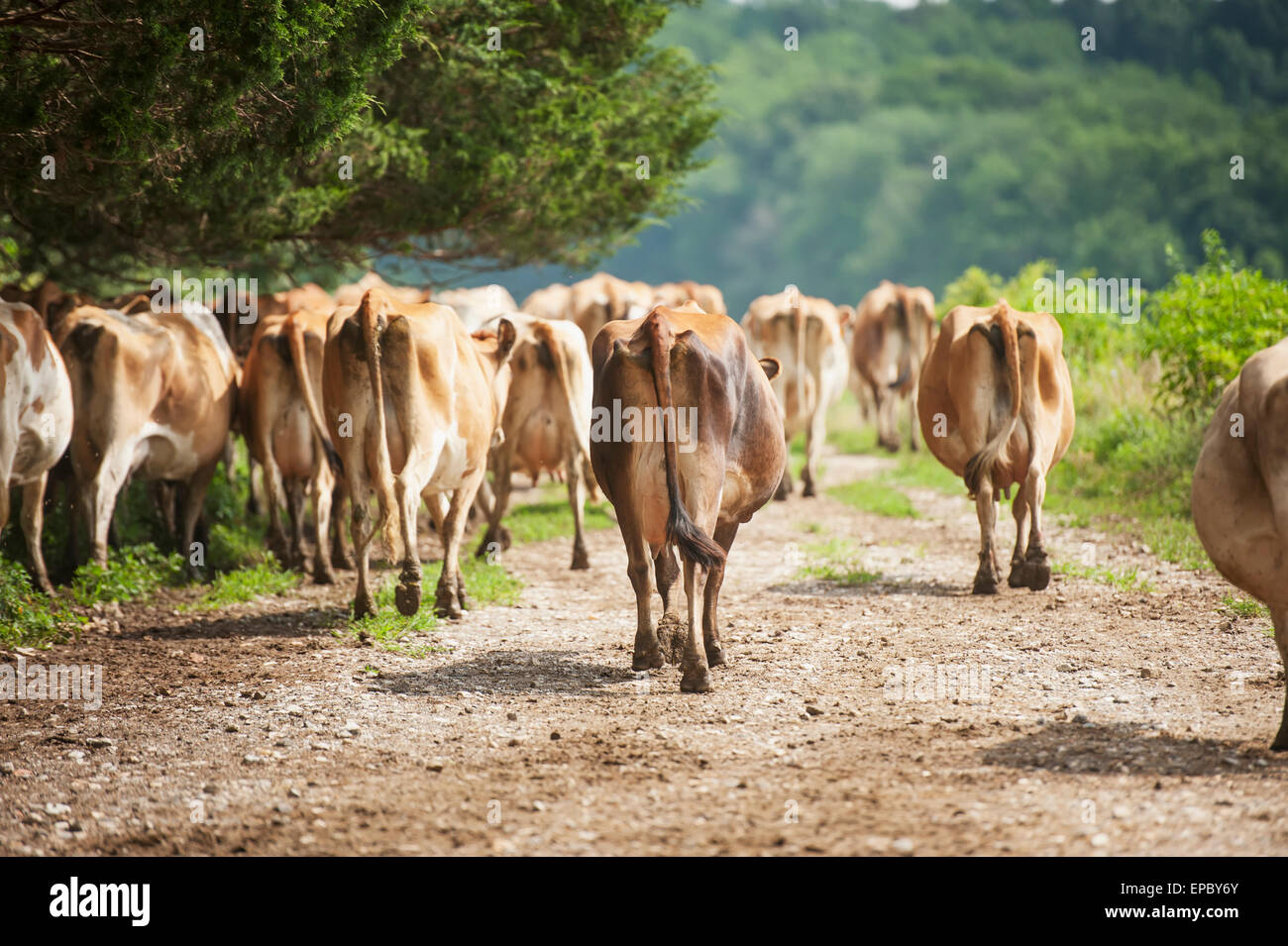 Rear view herd cows walking hi-res stock photography and images - Alamy