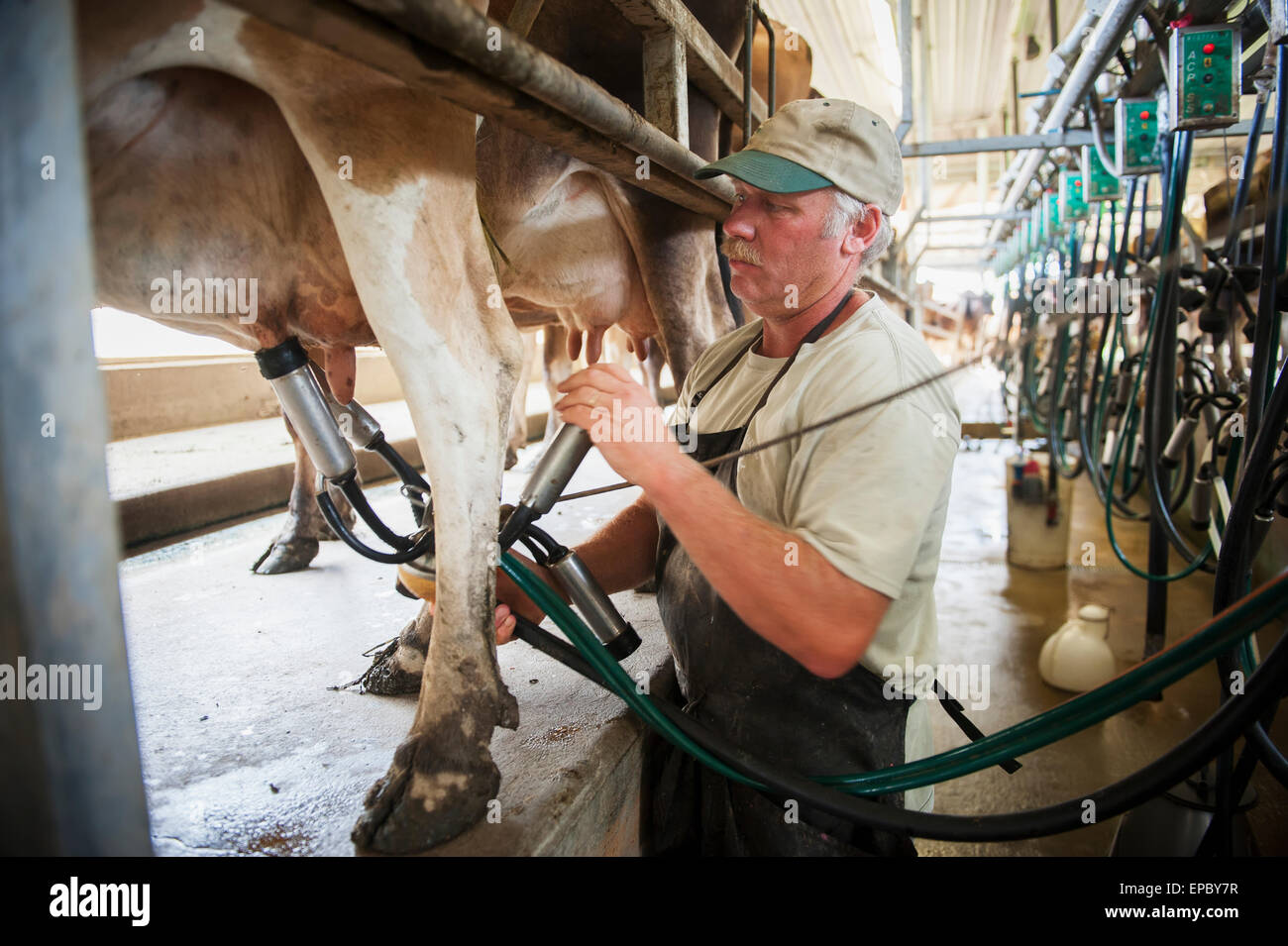 Farmer milking cows machine hi-res stock photography and images - Alamy