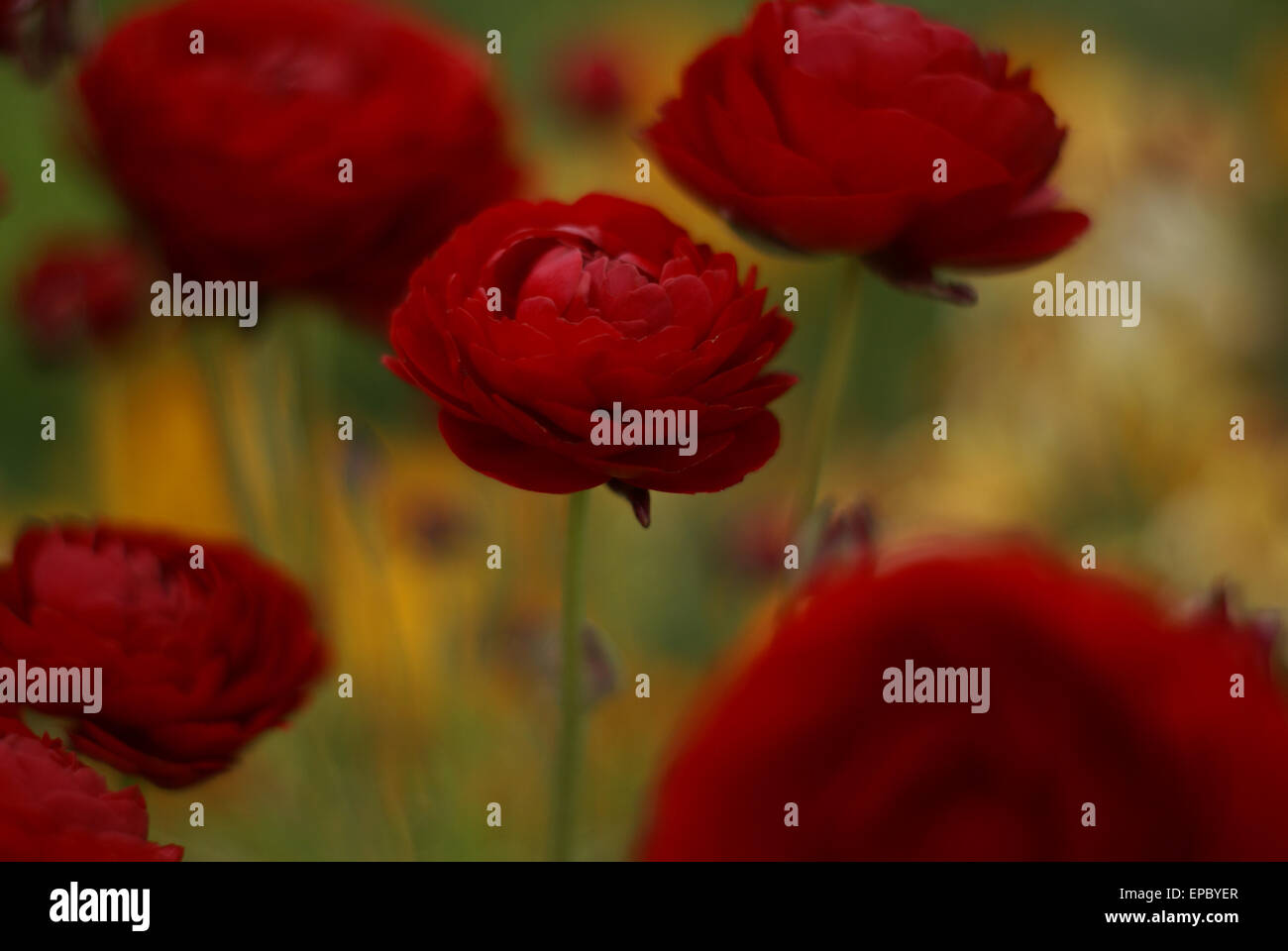 Ranunculus species hi-res stock photography and images - Alamy