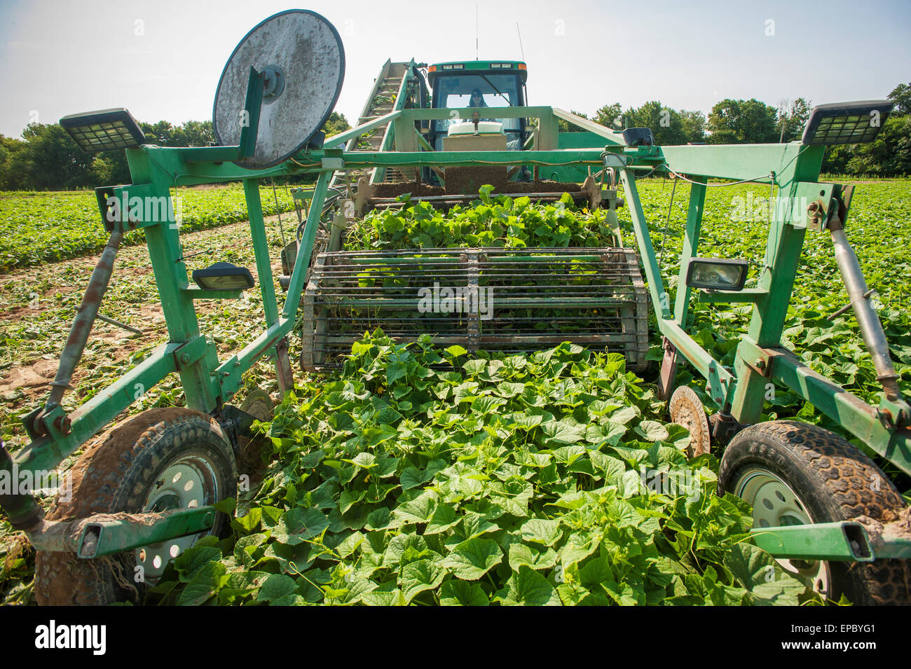Cucumber picker hi-res stock photography and images - Alamy