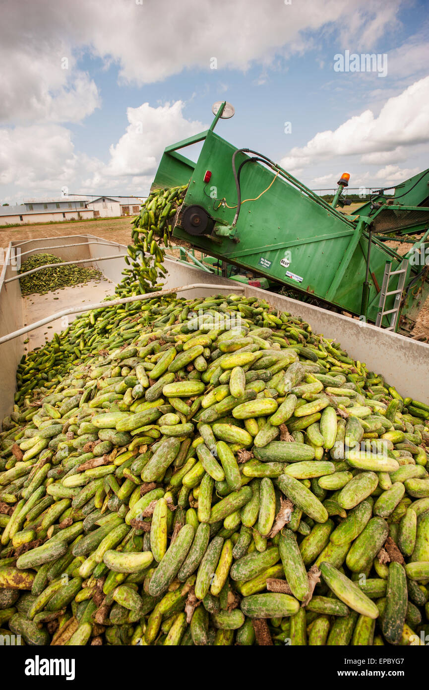 Cucumber picker hi-res stock photography and images - Alamy