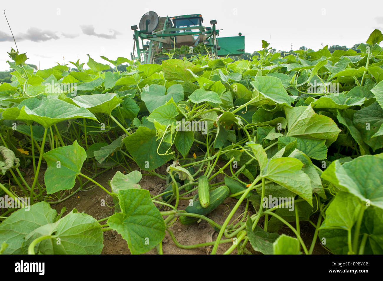 Cucumber picker hi-res stock photography and images - Alamy