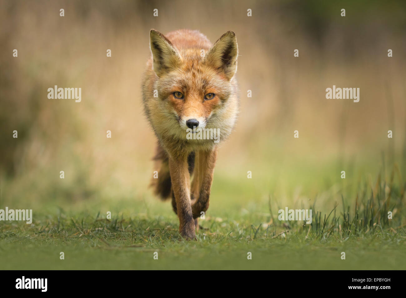 Wild young red fox (vulpes vulpes) vixen scavenging in a forest Stock Photo - Alamy