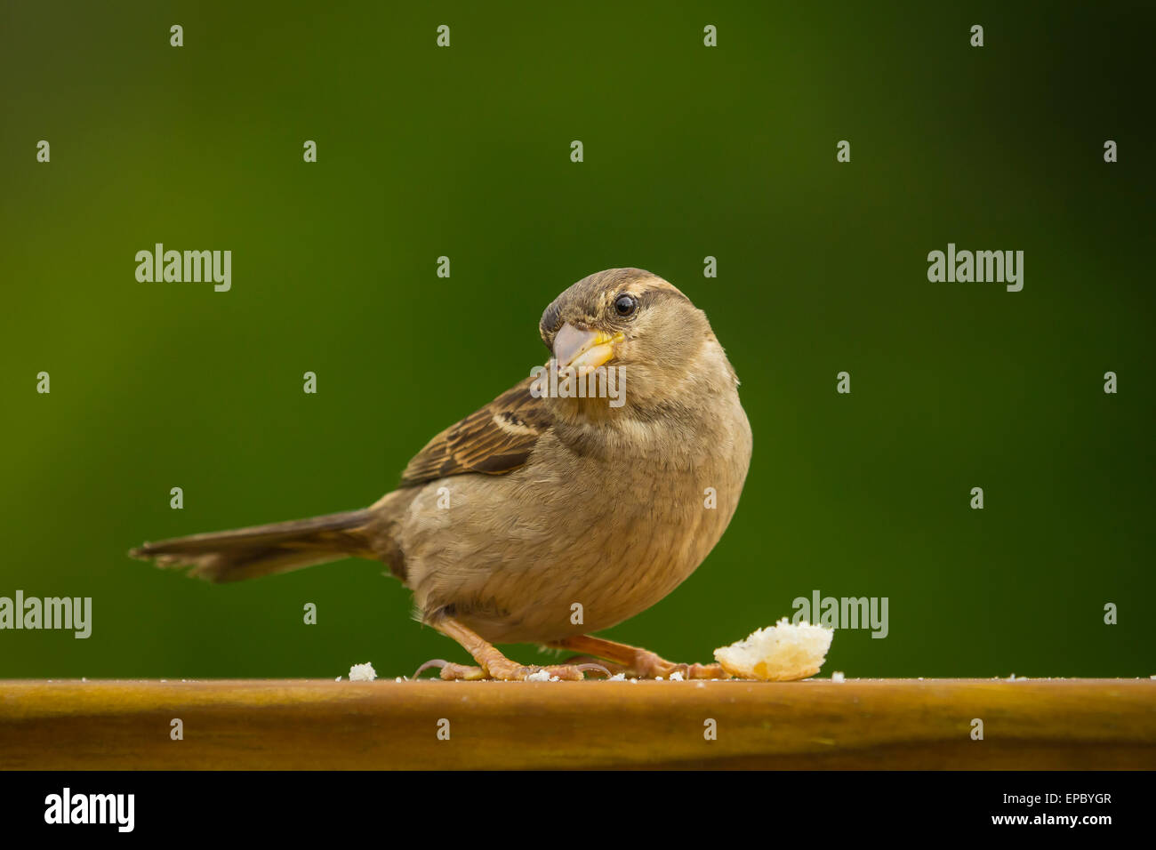 Bird eating bread crusts hi-res stock photography and images - Alamy