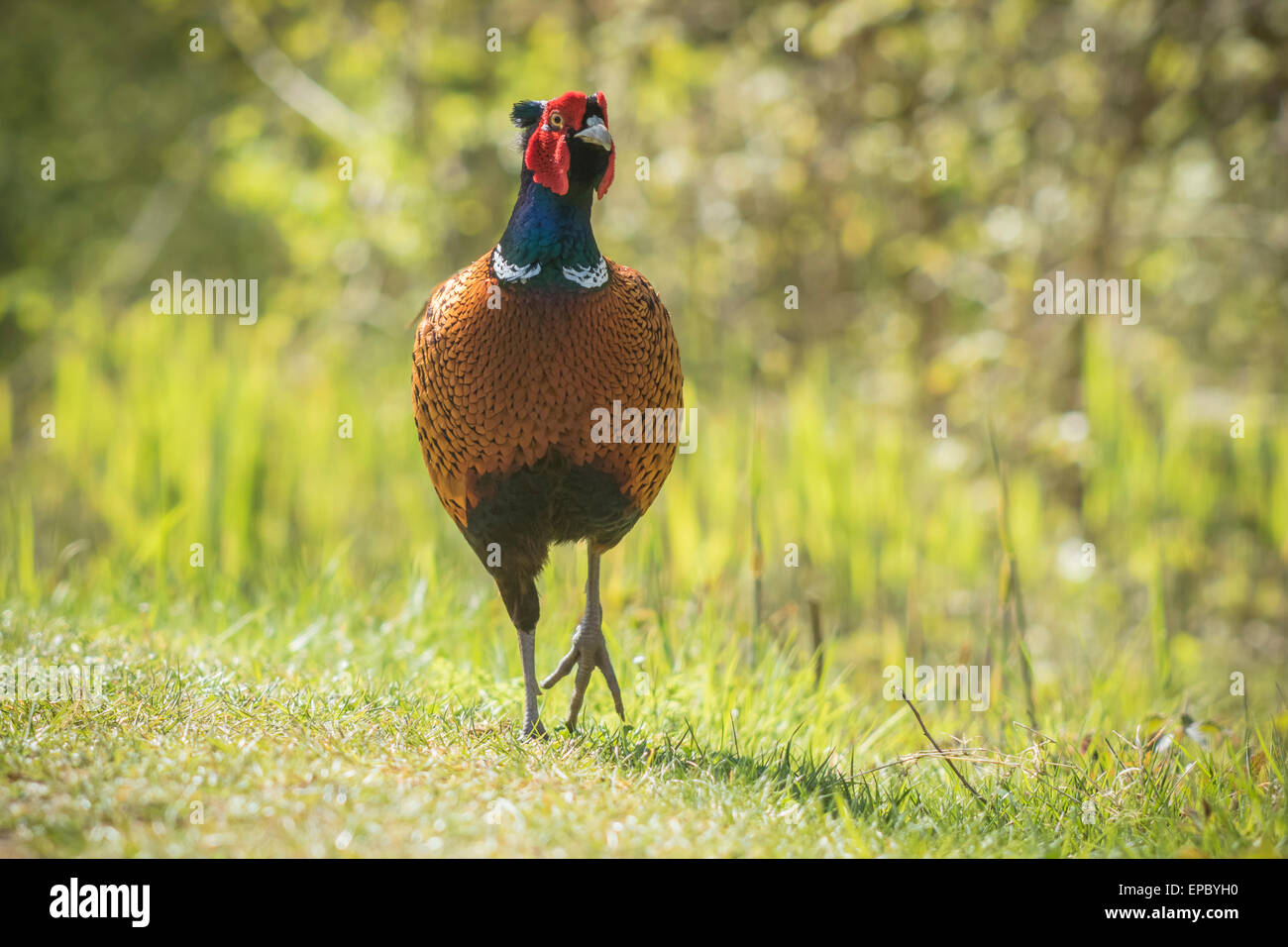 Male pheasant walking through a field facing the camera Stock Photo - Alamy
