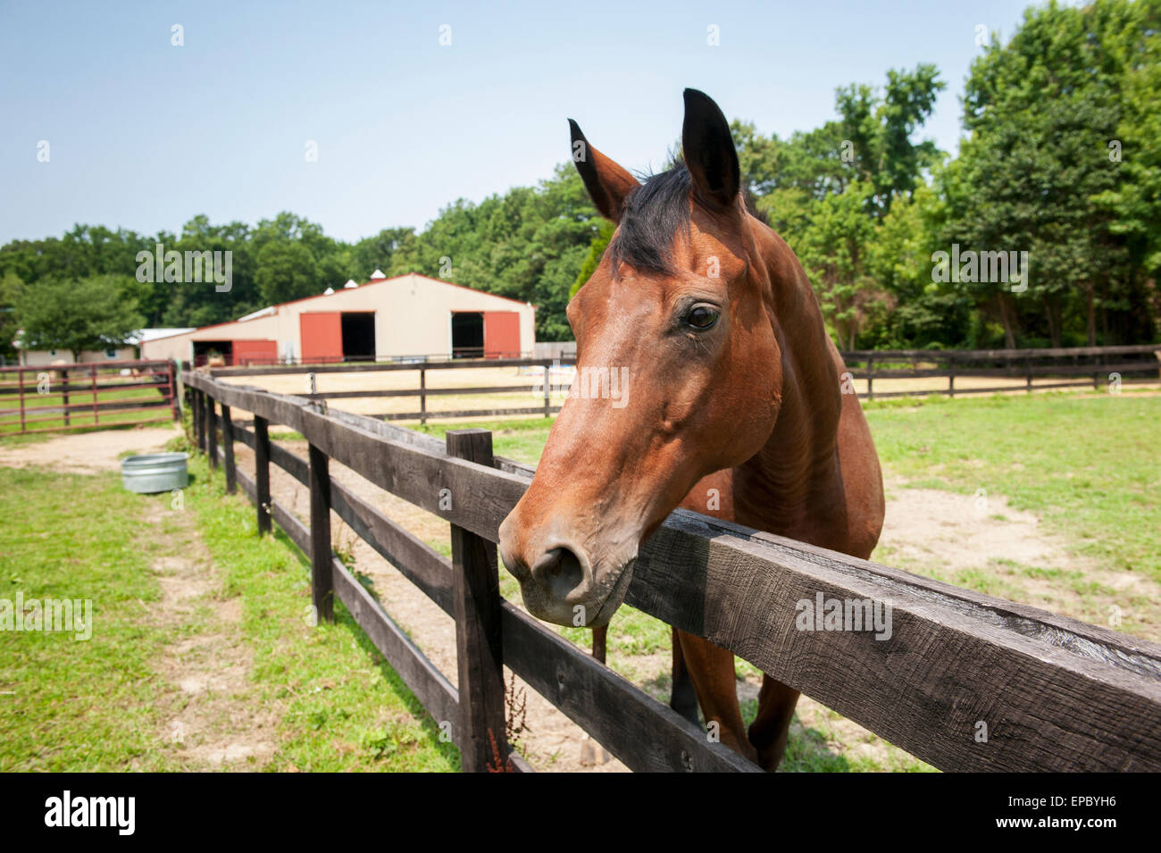 Horse head over fence hi-res stock photography and images - Alamy