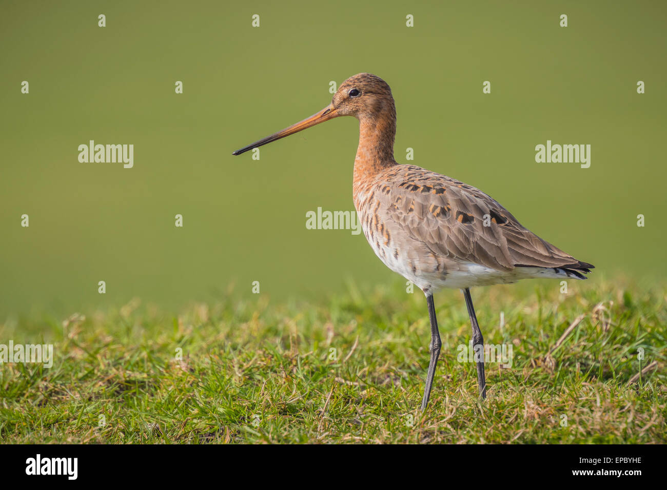 A black-tailed godwit (Limosa Limosa) just returned for this season and ...