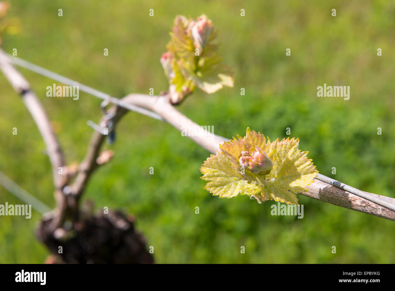 Grape vine bud hi-res stock photography and images - Alamy