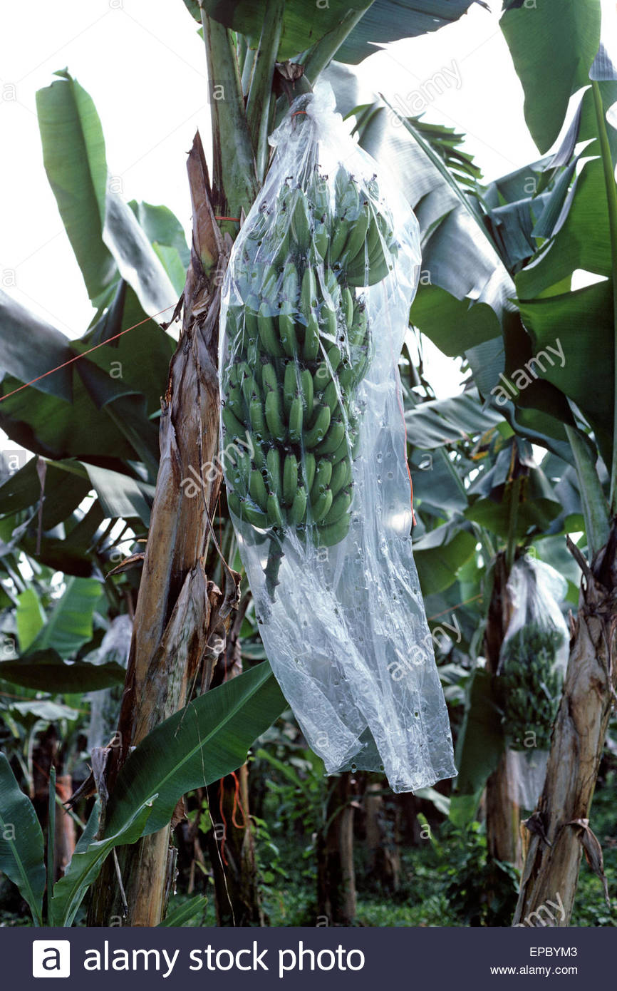 Honduras Bananas High Resolution Stock Photography and Images - Alamy