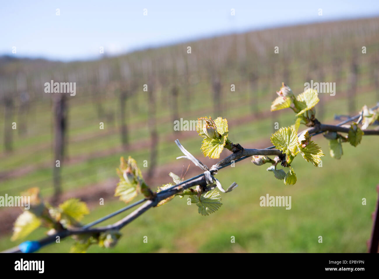 Grape vine bud hi-res stock photography and images - Alamy