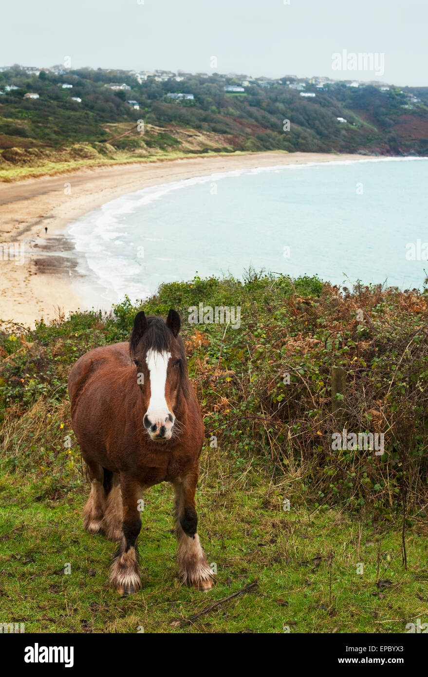 Pembrokeshire coast path pony hi-res stock photography and images - Alamy