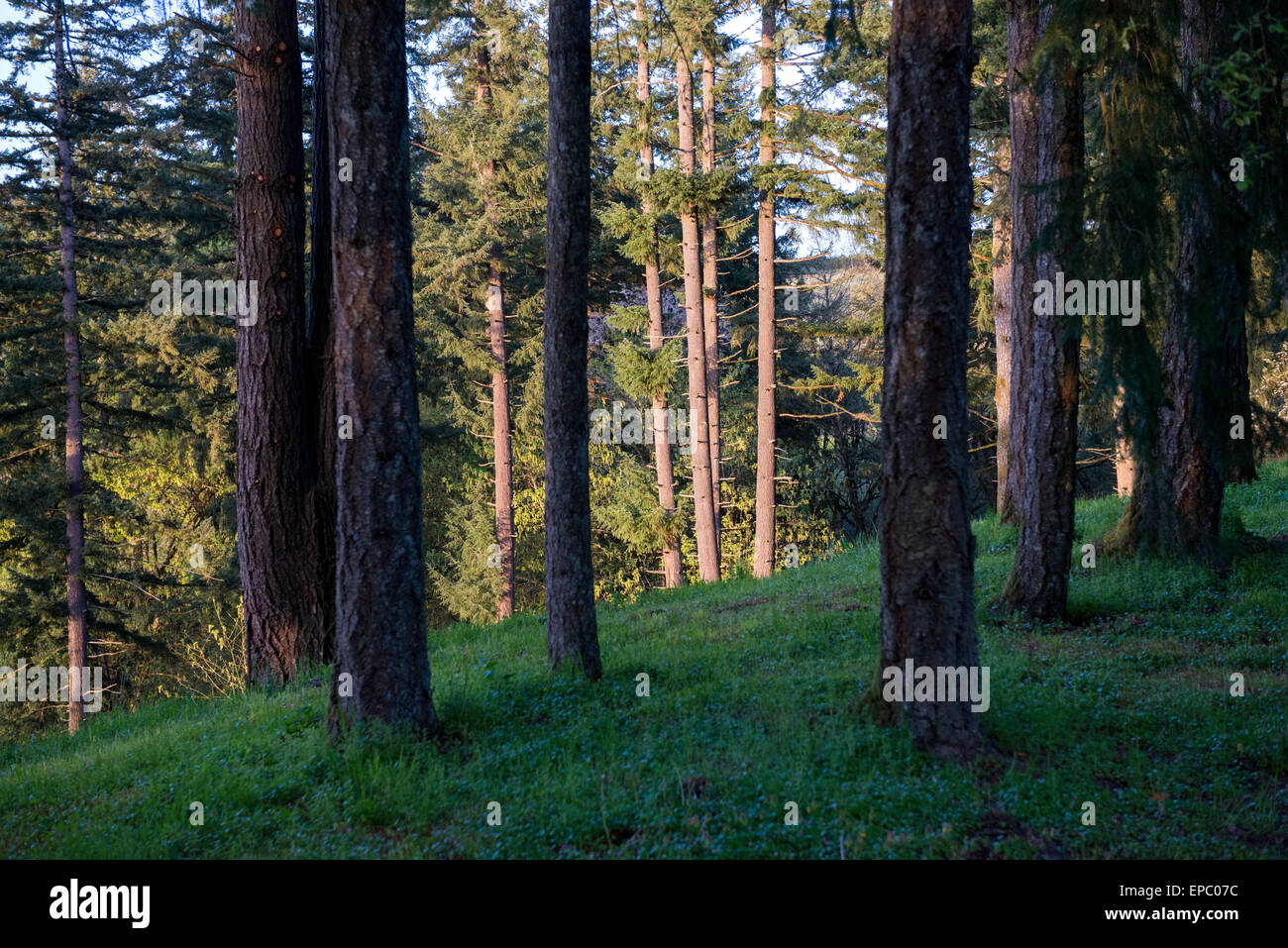 Forest trees sunset hi-res stock photography and images - Alamy