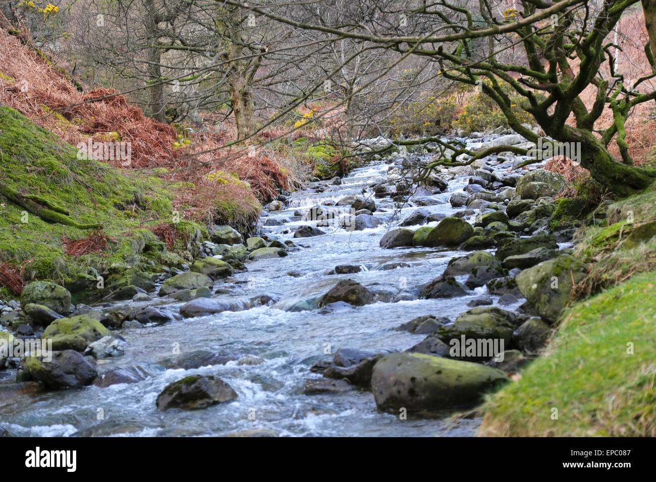 Stream running through trees hi-res stock photography and images - Alamy