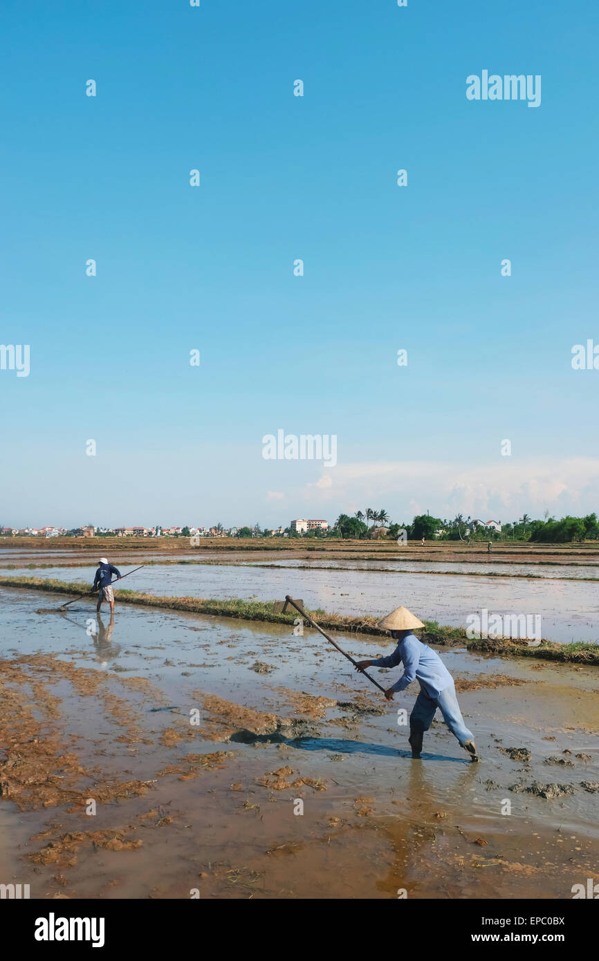 Farmers in rice field, outside of Hoi An; Hoi An, Quang Nam, Vietnam ...