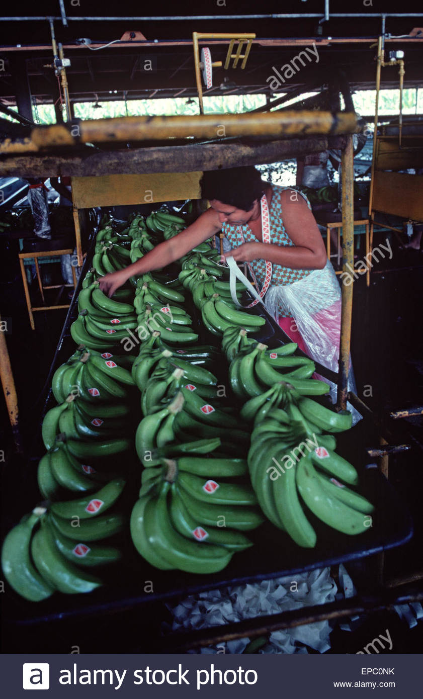 Honduras Bananas High Resolution Stock Photography and Images - Alamy
